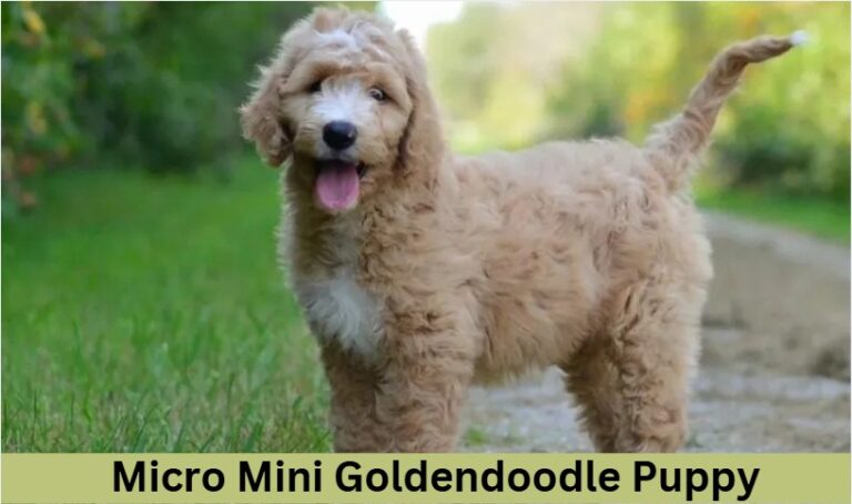 Micro Mini Goldendoodles: Health Risk, Ethics & Breeder Tips