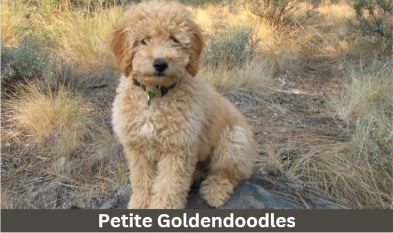 Petite Goldendoodle | Temperament, Size, Grooming & Care Tips