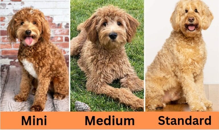 What are the different Goldendoodle sizes? Teacup to Medium