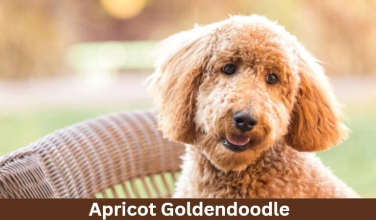 Goldendoodle Colors || Rarest to the Most Common