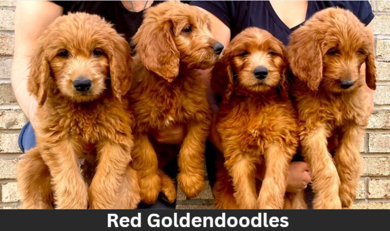 Red Goldendoodle Guide: Traits, Care & Grooming Tips