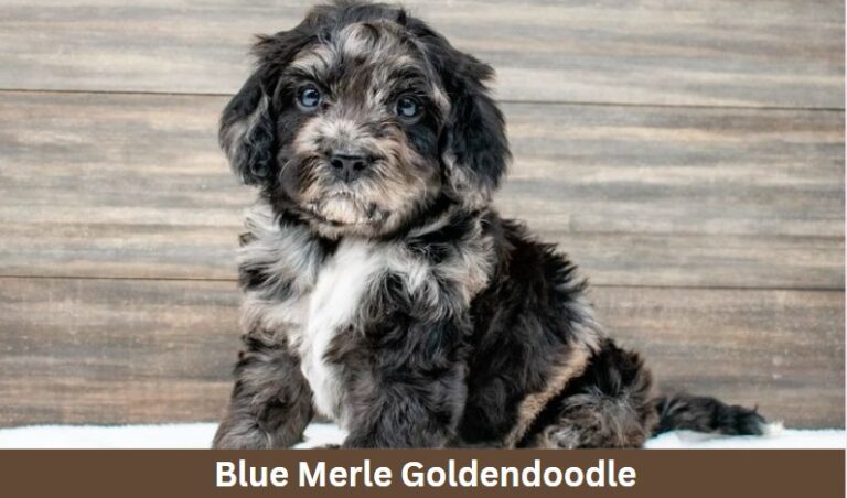Blue Merle Goldendoodle Guide: Colors, Size, Price & Care