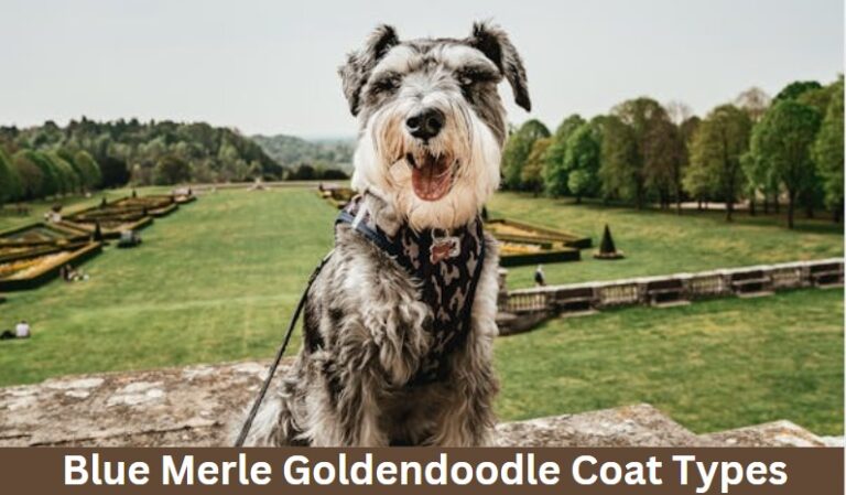 Blue Merle Goldendoodle Guide: Colors, Size, Price & Care